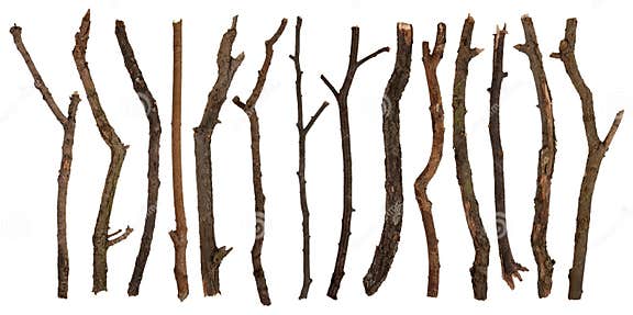 Twigs stock photo. Image of wooden, plant, brown, tree - 18966122