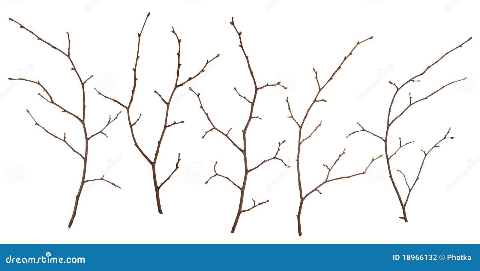 Twigs Stock Photography - Image: 18966132