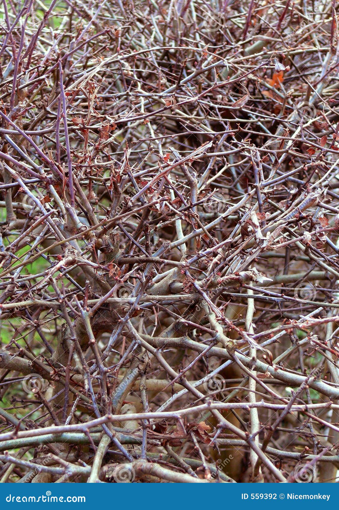 Twigs stock photo. Image of leaf, twig, background, abstract - 559392