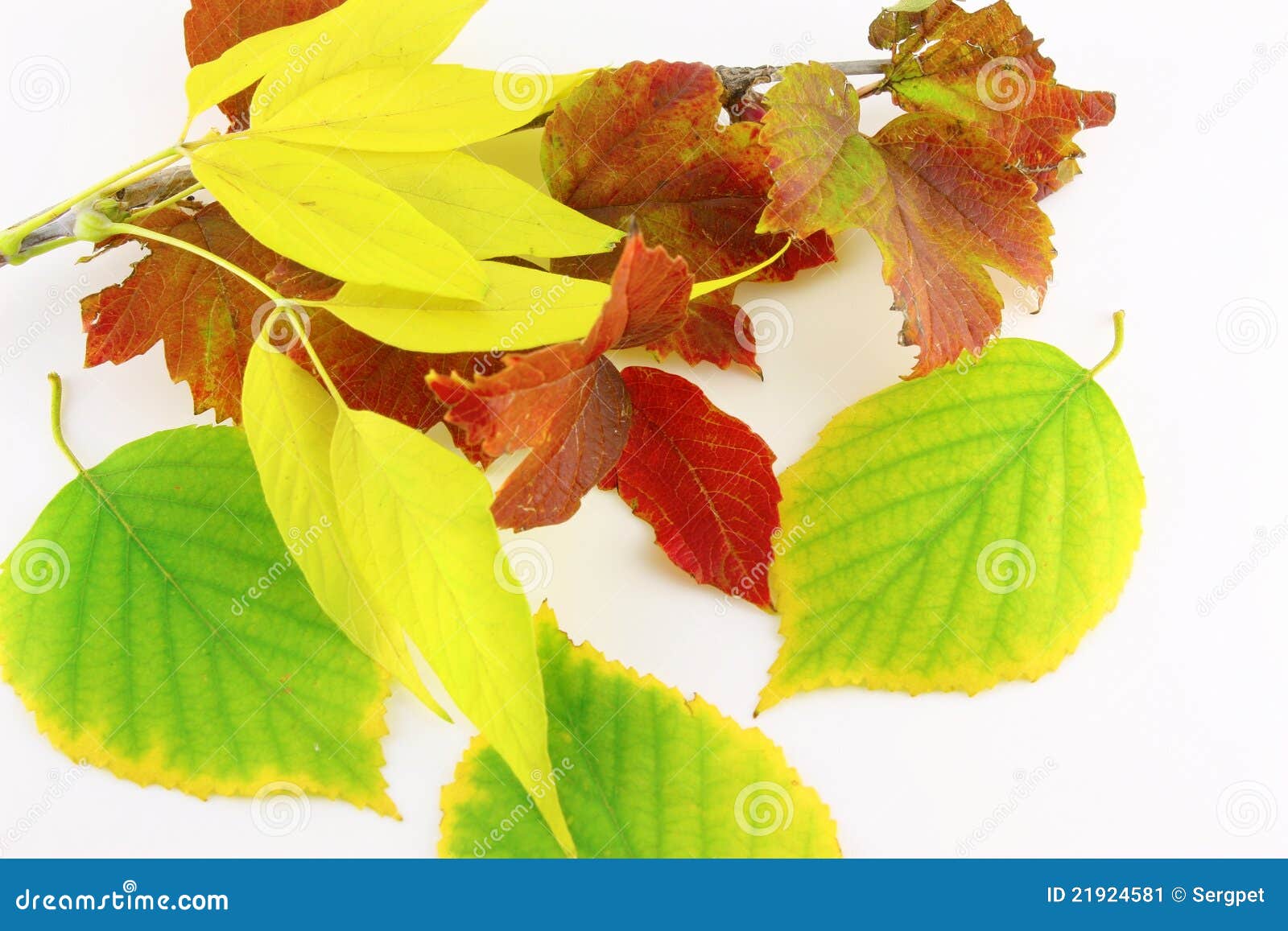 Twigs with Autumn Color Leaves Stock Image - Image of plant, brown ...