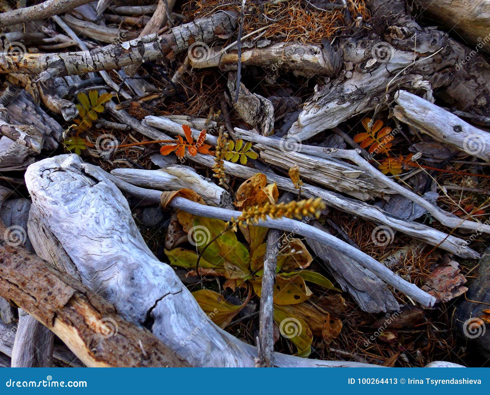 Twigs and bark of trees stock image. Image of yellow - 100264413