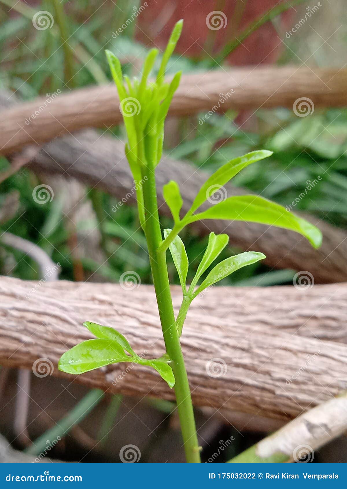 Twigs stock photo. Image of twigs, wallpapes, nature - 175032022