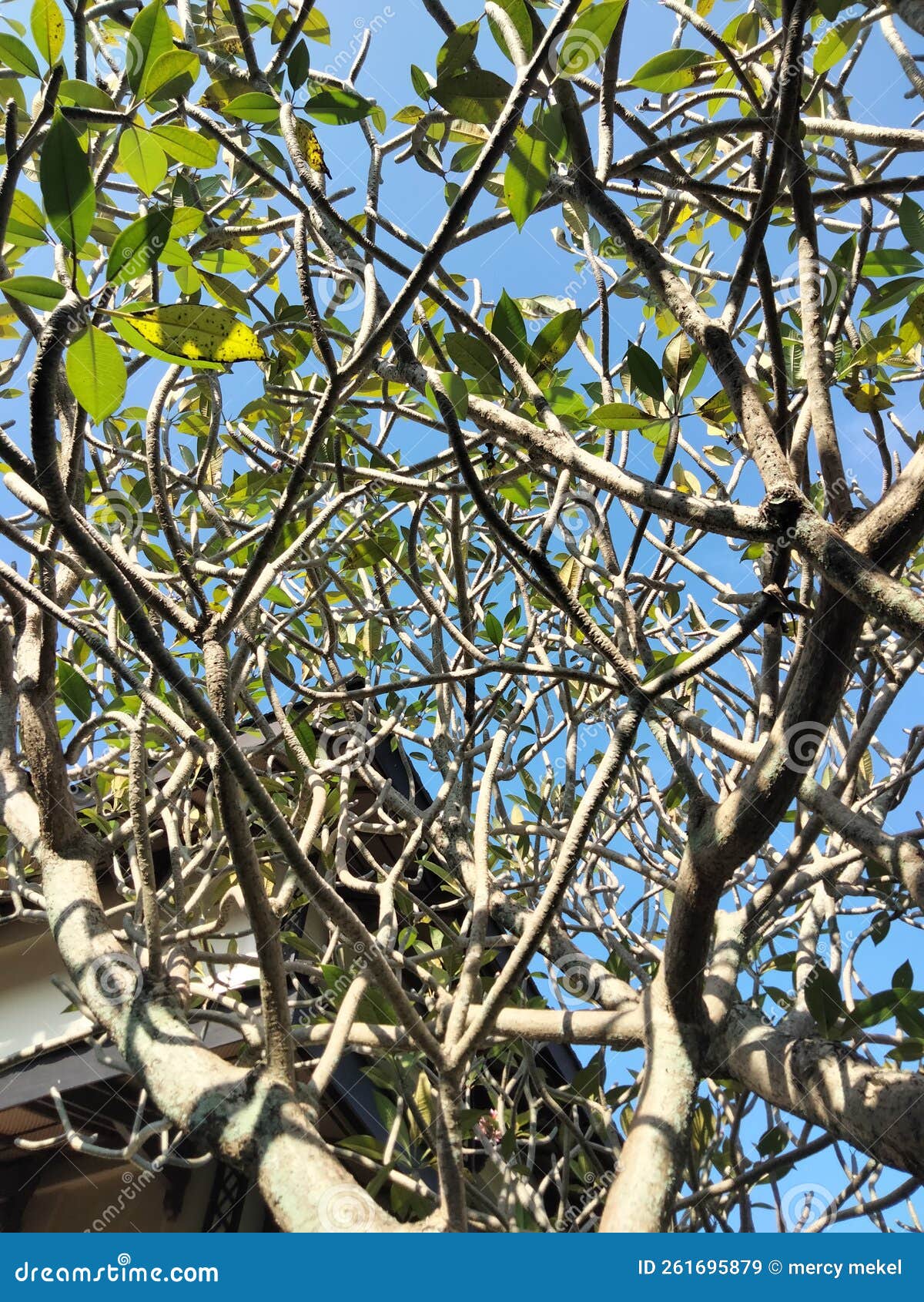 Twigs stock image. Image of love, beautiful, twigs, branch - 261695879