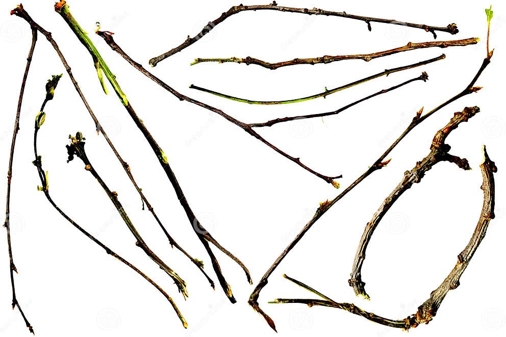 Twigs and Branches stock photo. Image of isolated, twigs - 2644448
