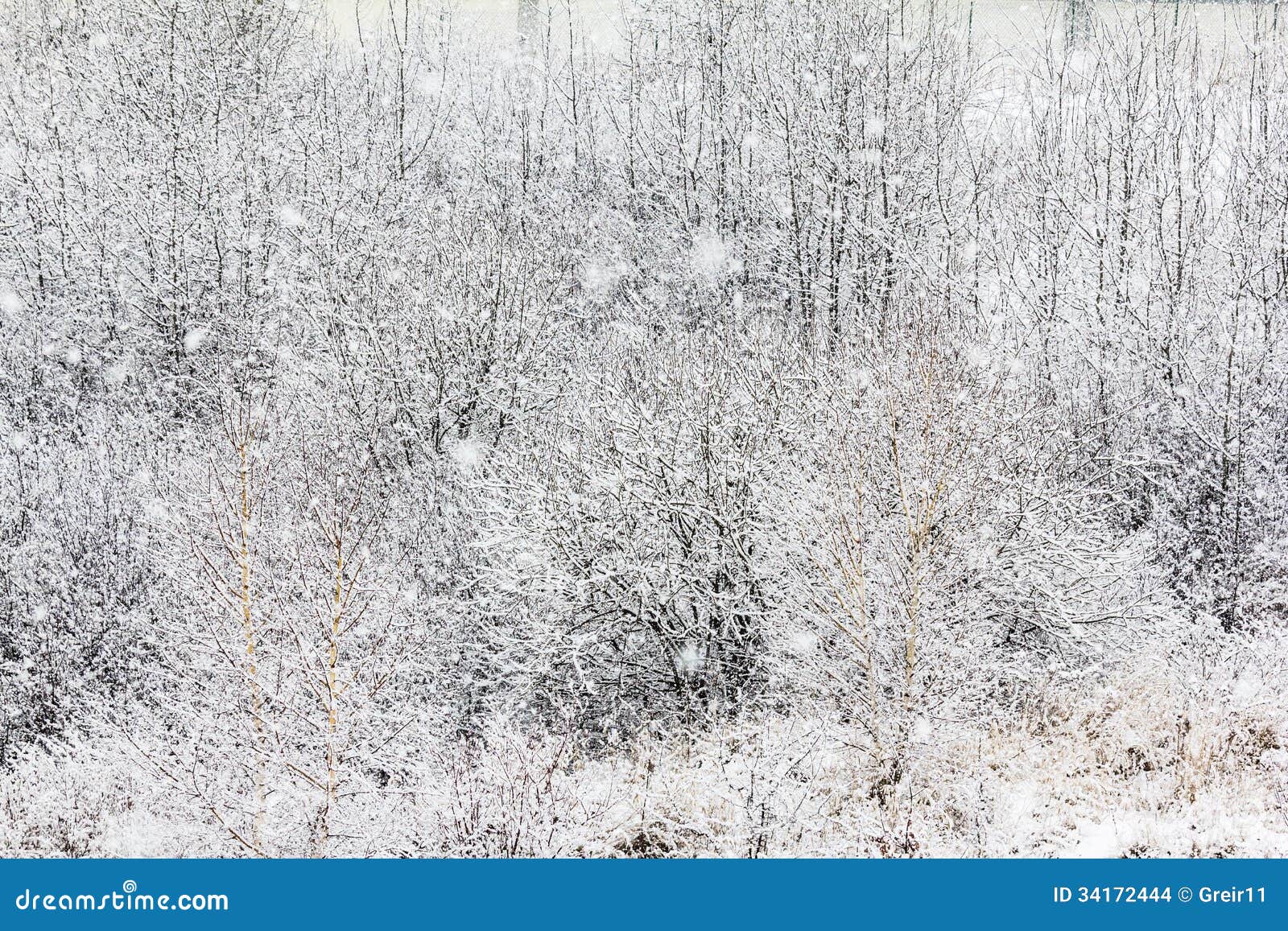 Twigs and Branches Covered with Snow Stock Photo - Image of twigs, park ...