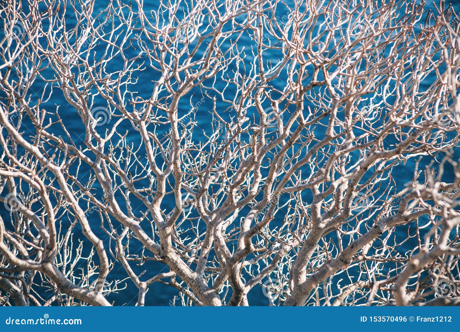 Twigs or Branches of a Tree Stock Photo - Image of clean, beauty: 153570496