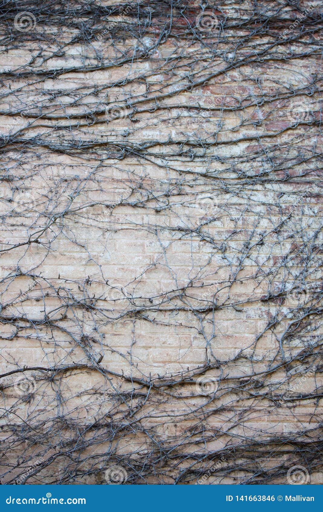Twigs on a brick wall stock photo. Image of leaf, concrete - 141663846