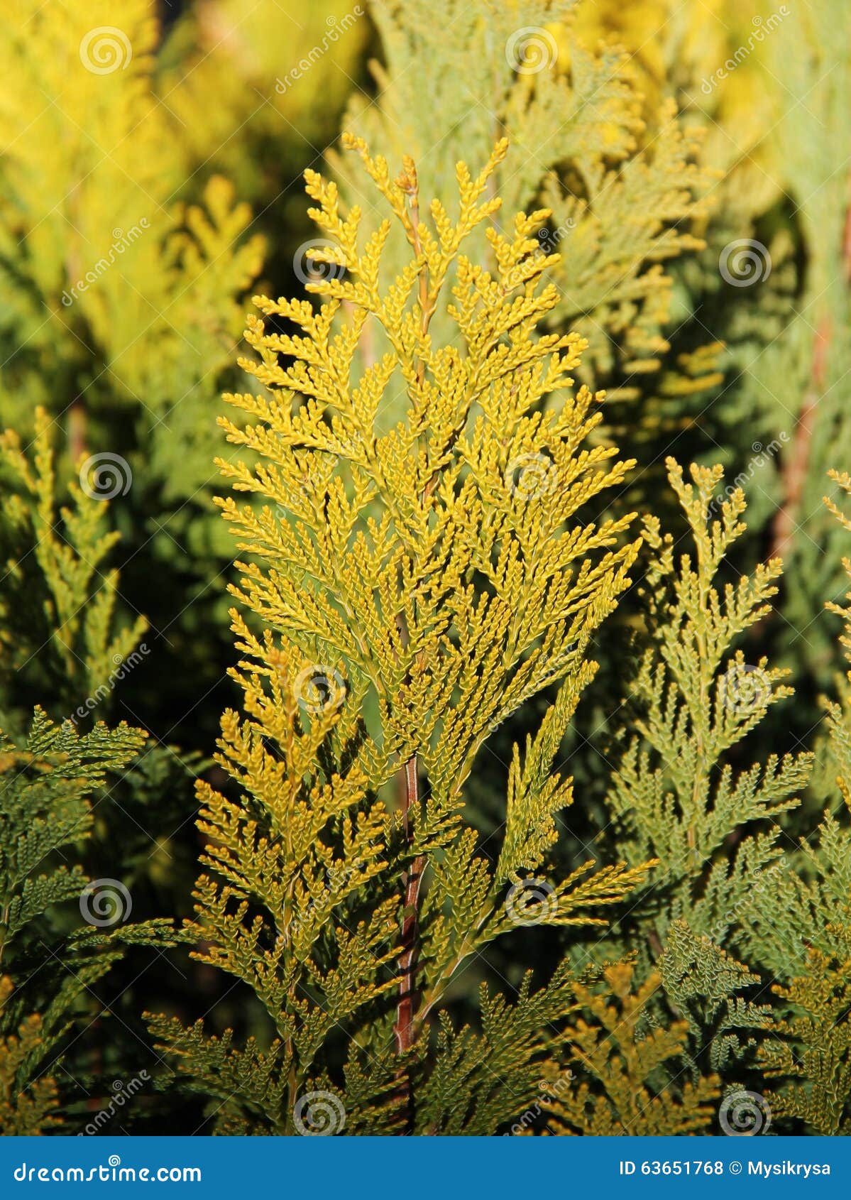 Twigs of cedar stock photo. Image of green, growing, coniferous - 63651768