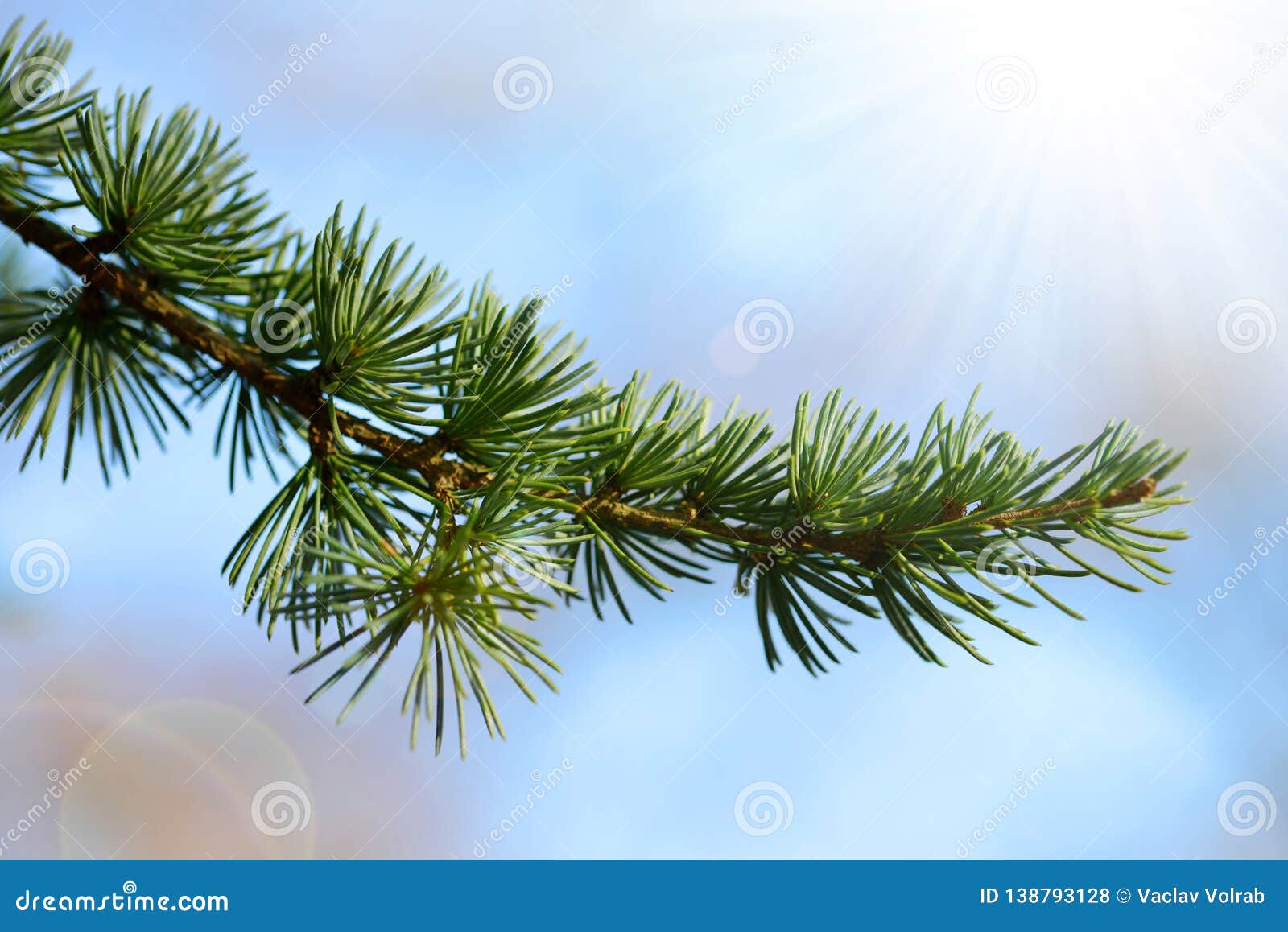 Cedrus Libani Tree In Cedars Of God Forest, Arz, Bsharri, Lebanon ...