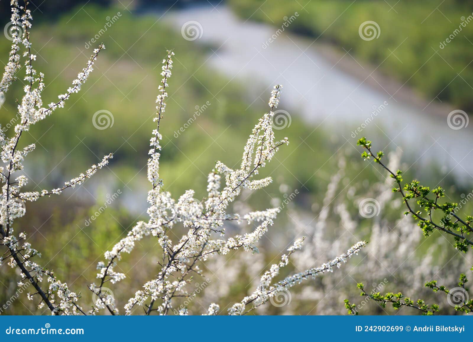 Twigs of Cherry Tree with White Blossoming Flowers in Early Spring ...