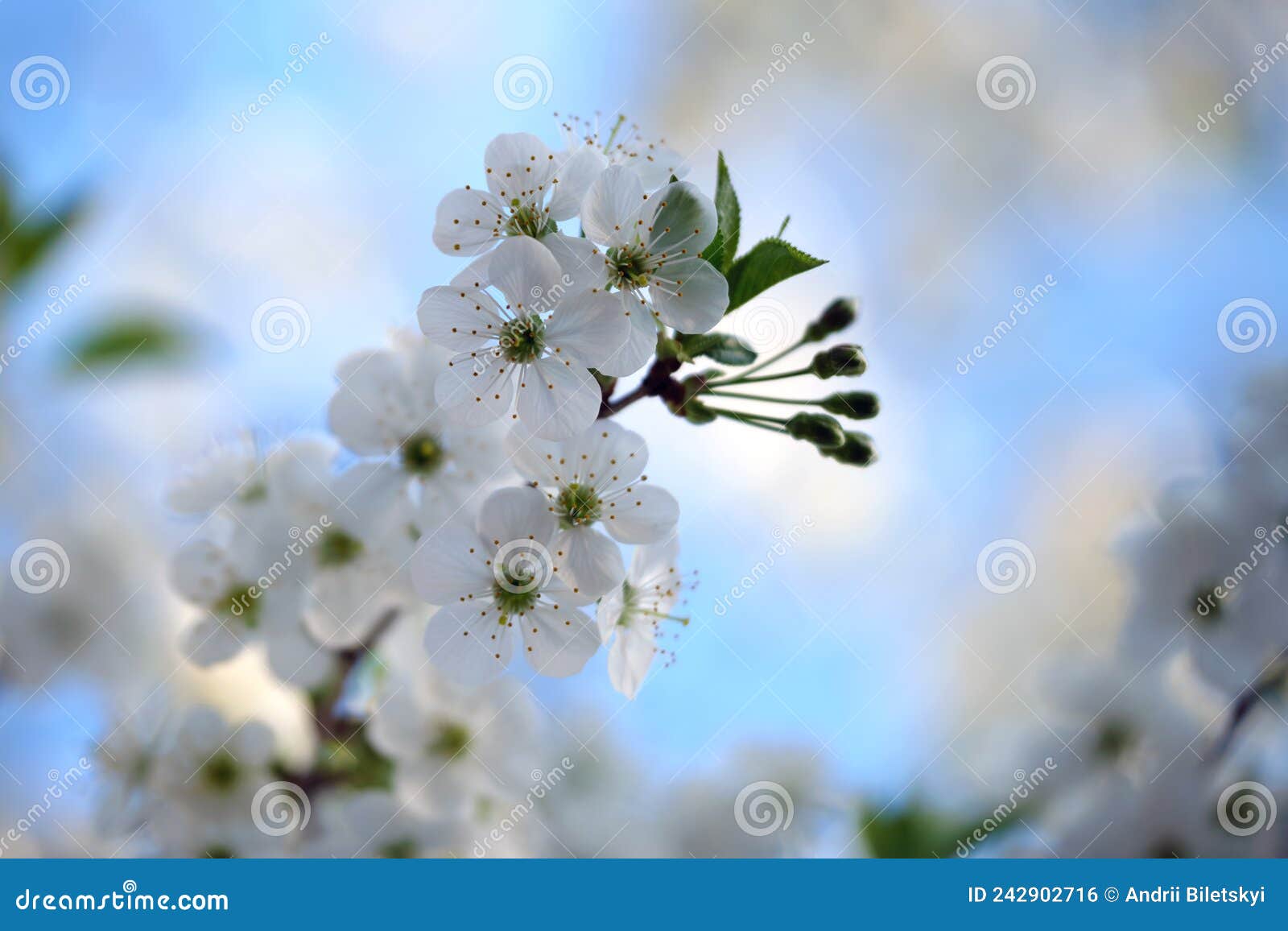Twigs of Cherry Tree with White Blossoming Flowers in Early Spring ...