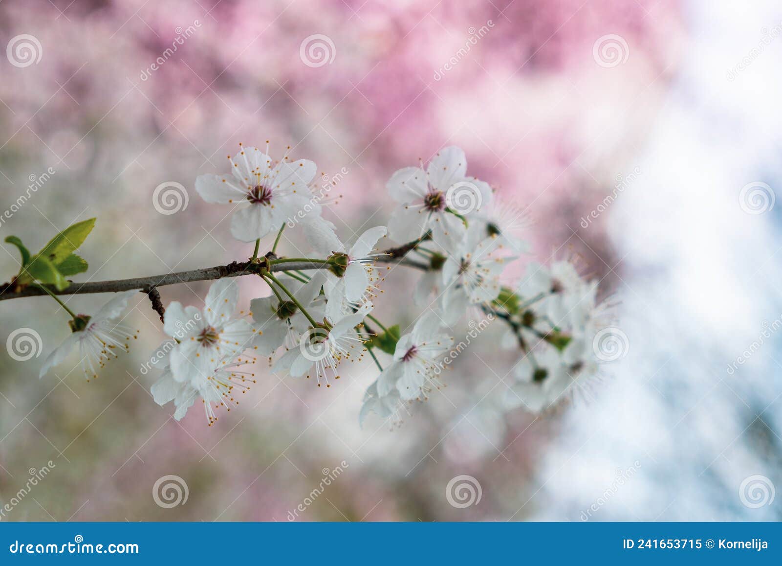 Twigs of Cherry Tree with White Blossoming Flowers in Early Spring ...