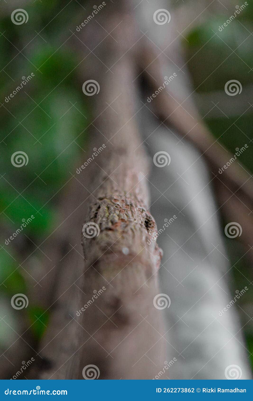 Twigs that Climb Up the Iron Pillar Stock Photo - Image of leaf, iron ...