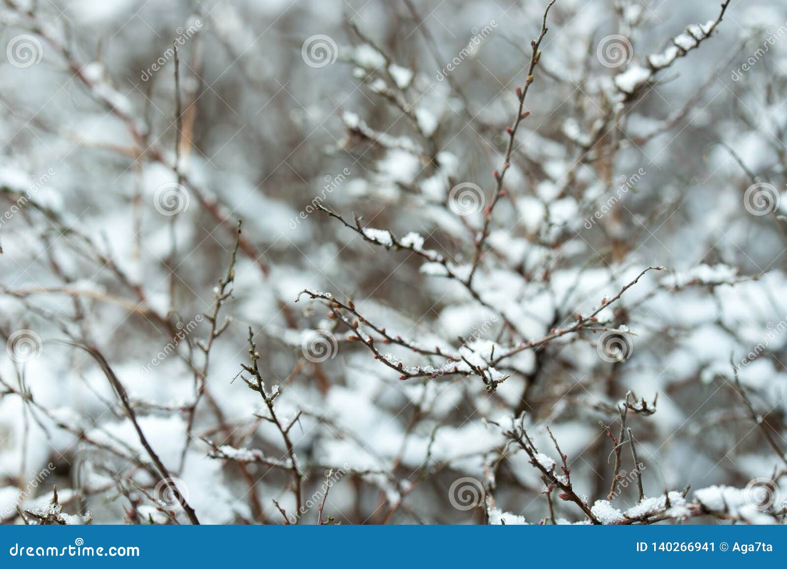 Twigs covered with snow stock image. Image of frost - 140266941