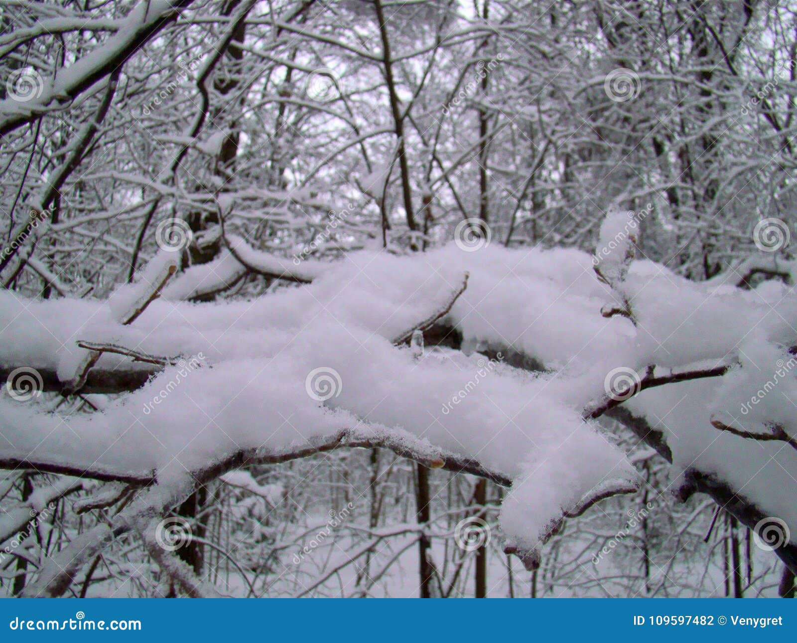 Twigs covered with snow stock photo. Image of gloomy - 109597482
