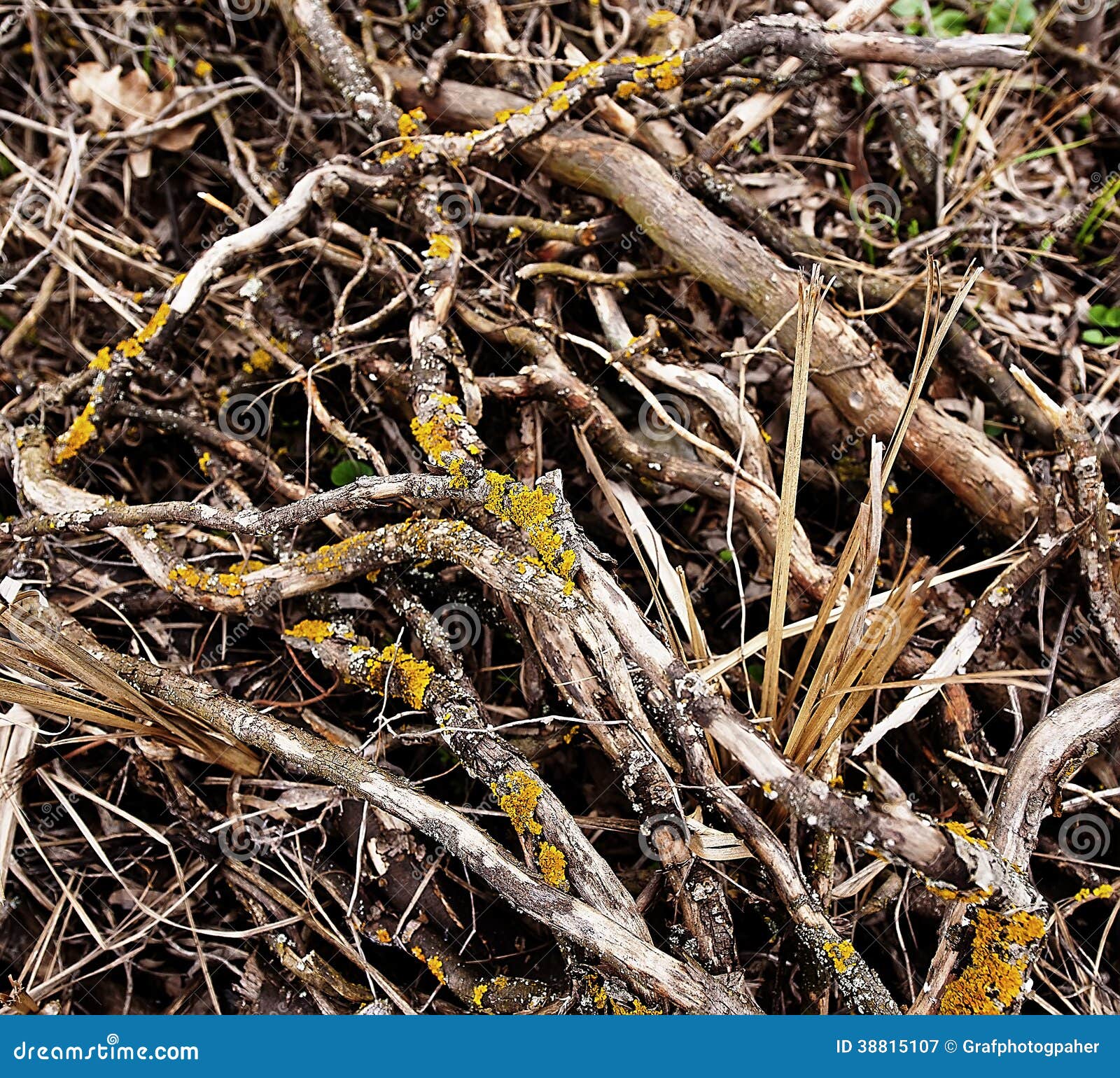 Twigs stock image. Image of material, branches, texture - 38815107