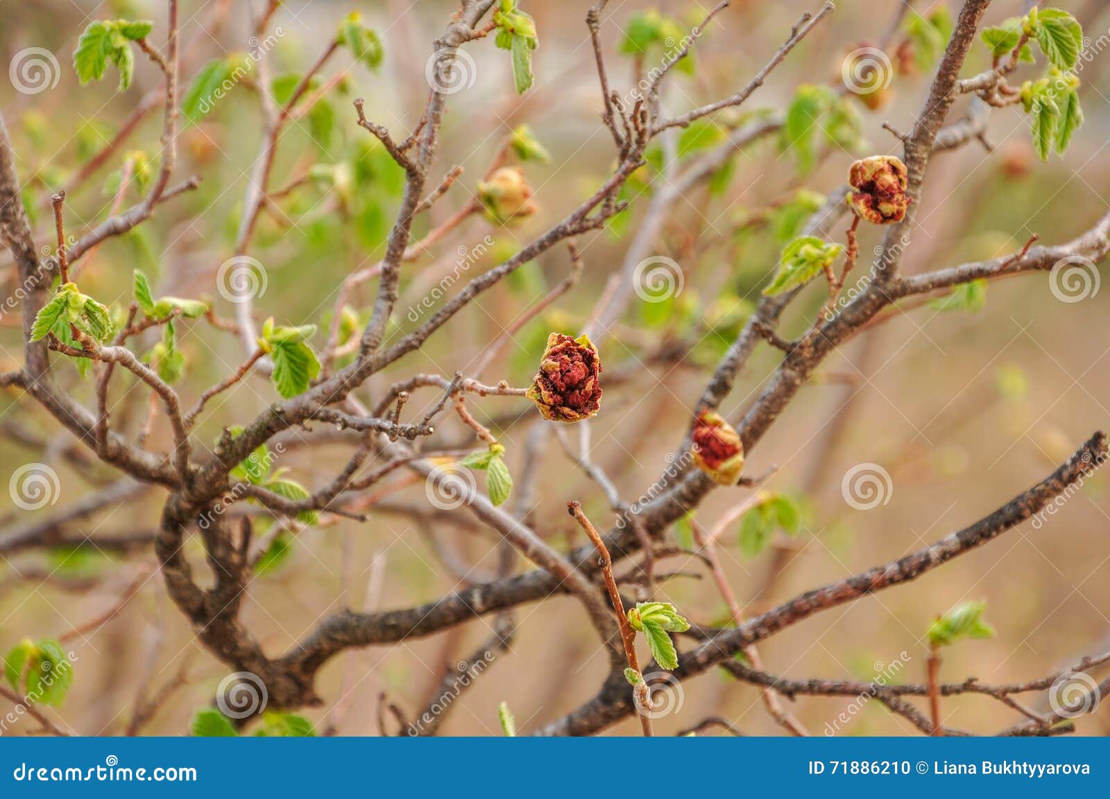 Twigs of Filbert Tree with Buds and First Leaves. Stock Photo - Image ...