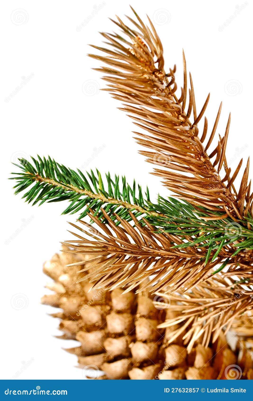 Twigs of fir tree. stock image. Image of festive, cone - 27632857
