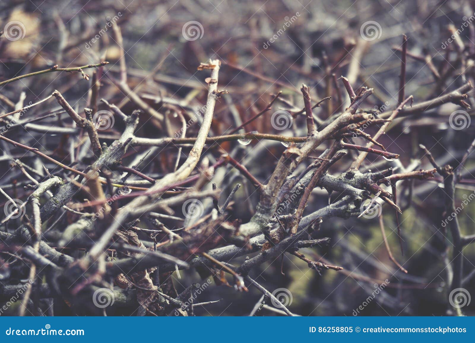 Twigs In A Forest Picture. Image: 86258805
