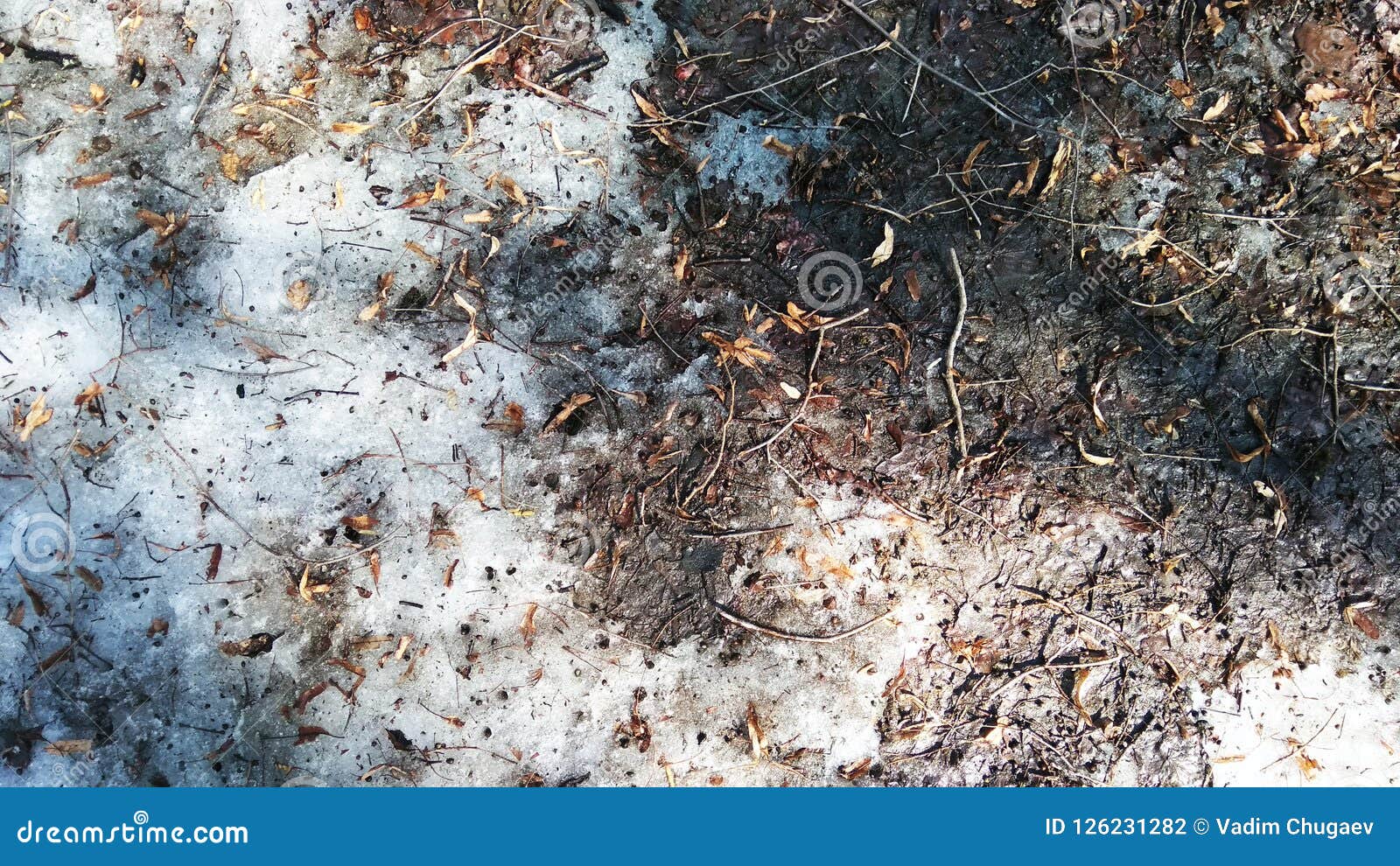 Twigs on the Forest Floor. the Snow is Melting Stock Photo - Image of ...