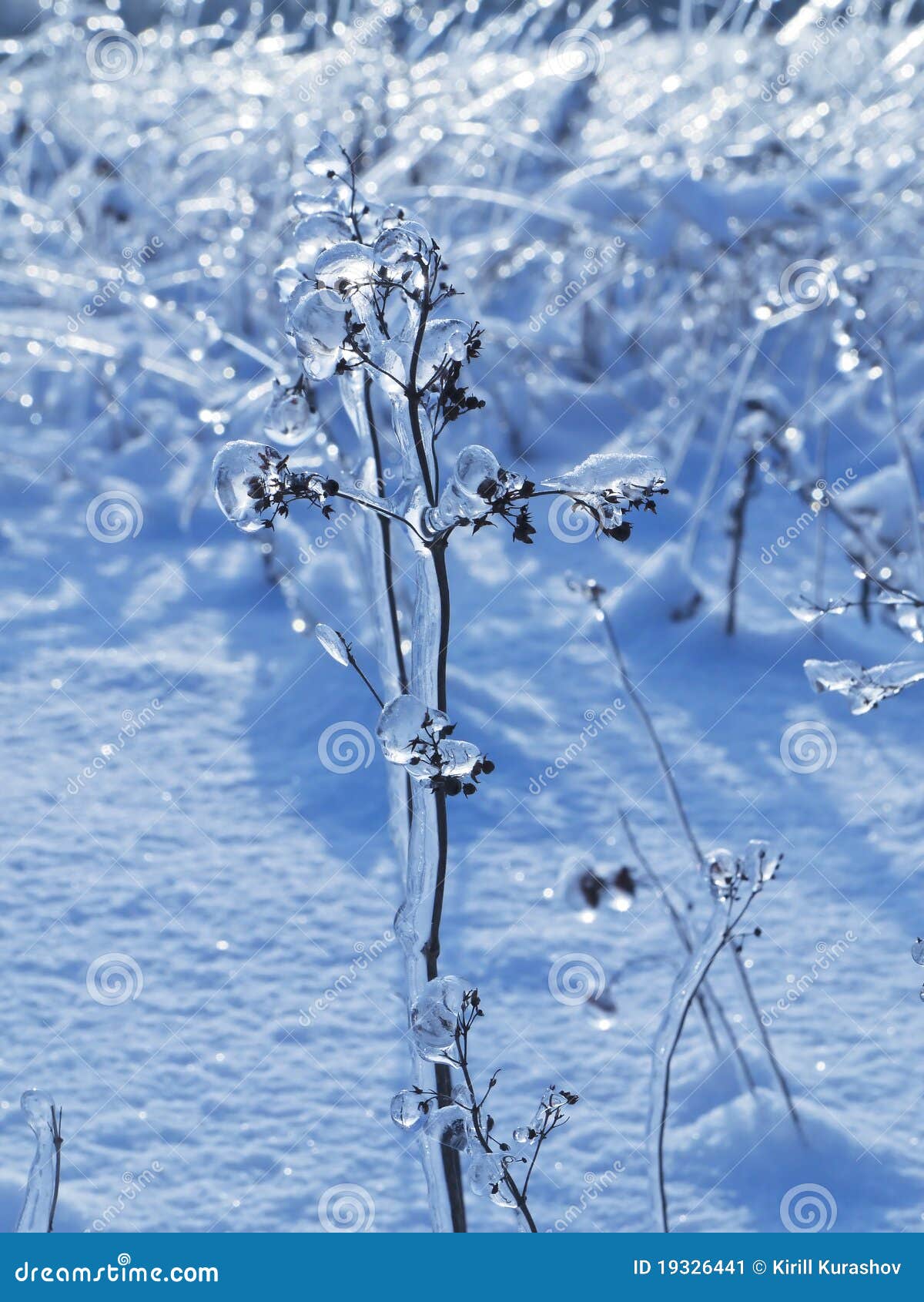 Twigs with frozen buds stock image. Image of sprout, spring - 19326441