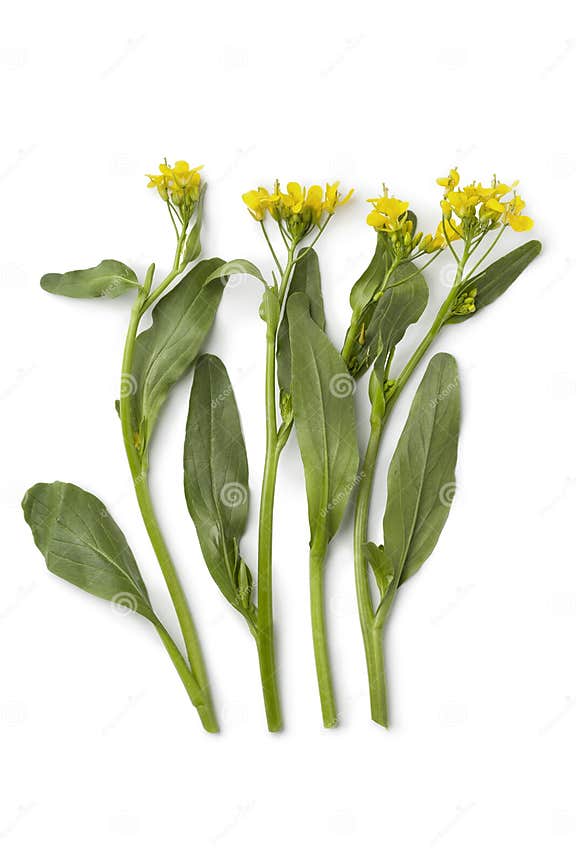 Twigs of ginger-mint plant stock image. Image of twig - 31031597