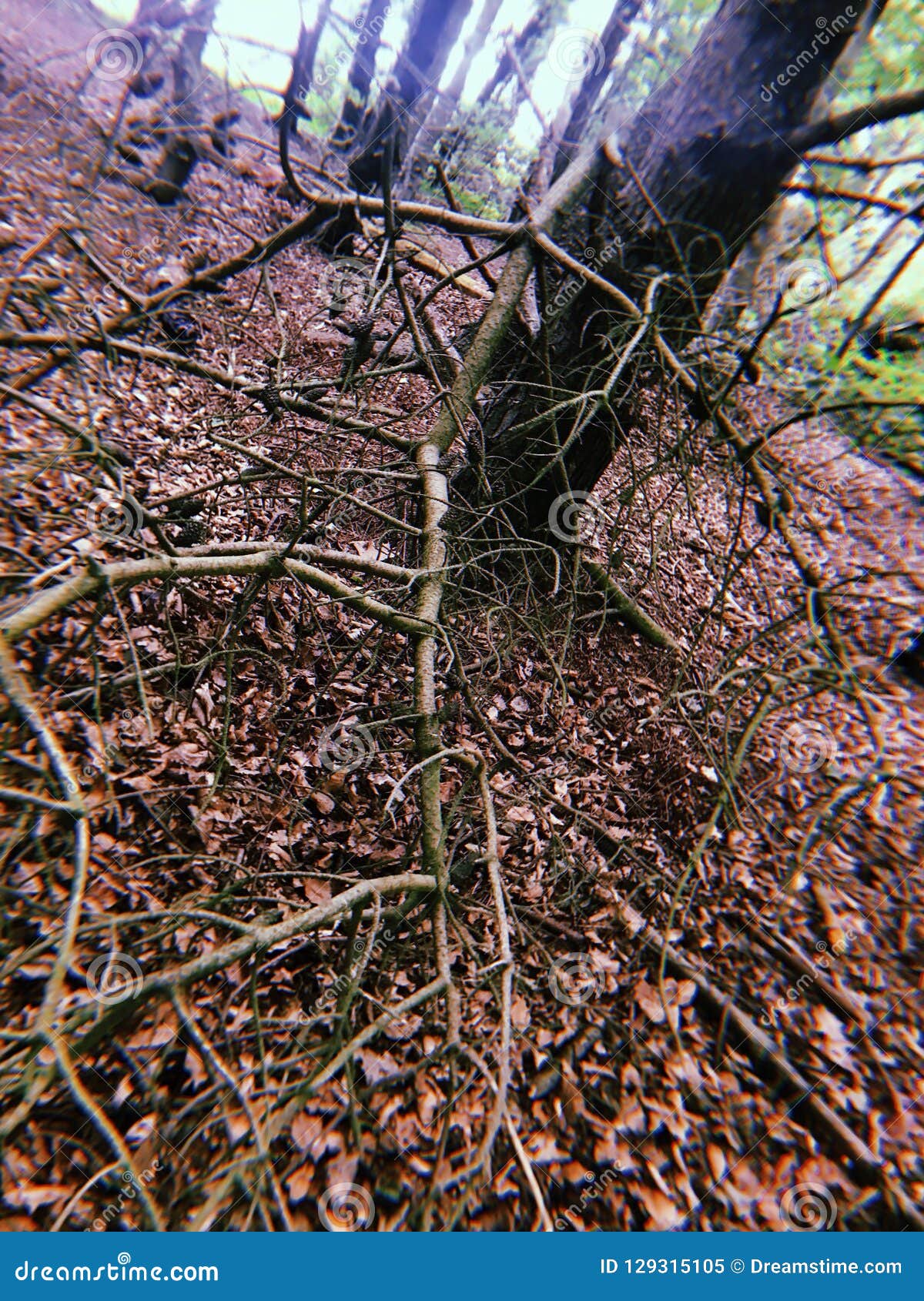 Twigs stock image. Image of leaves, autumn, forest, twigs - 129315105