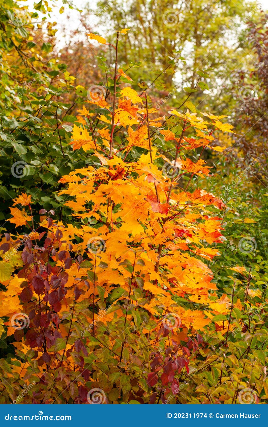 Twigs of a Maple Seedling with Colorful Leaves Stock Photo - Image of ...