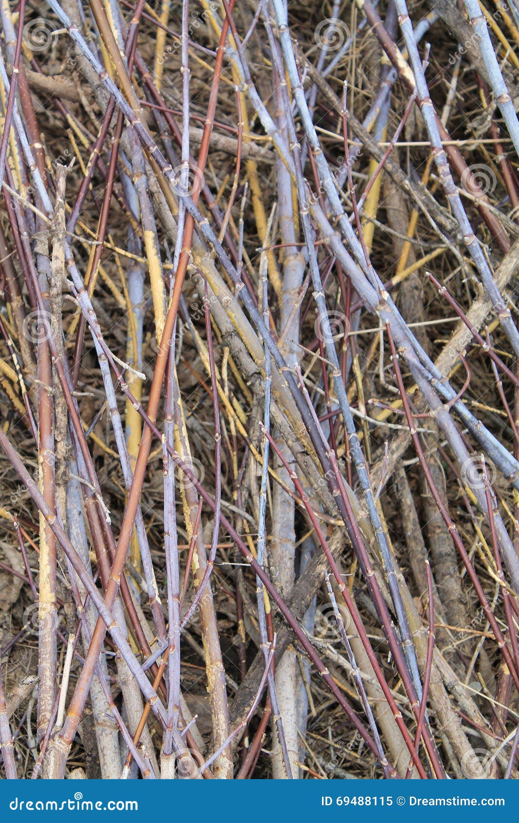 Twigs stock image. Image of ground, violet, whip, twigs - 69488115