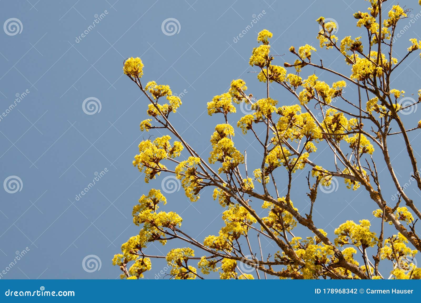 Twigs of a Norway Maple Tree in Springtime Stock Photo - Image of ...