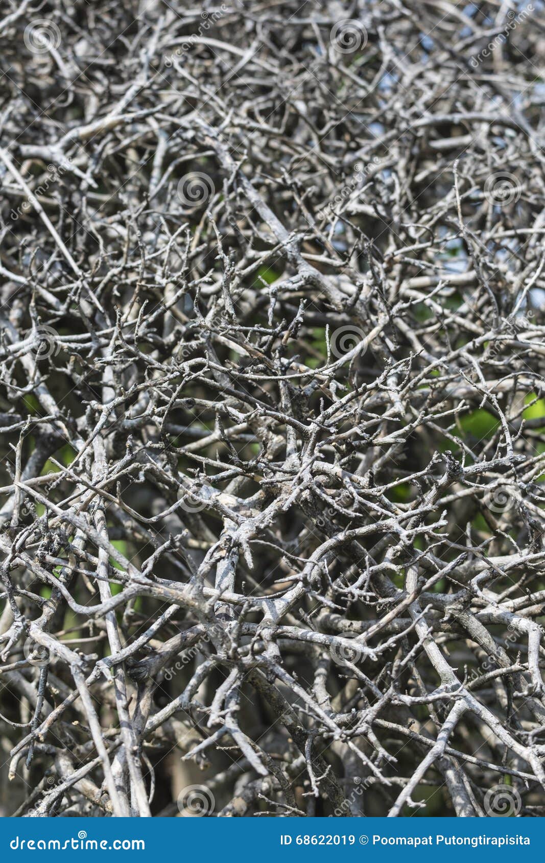 Twigs Pattern of the wall stock image. Image of white - 68622019