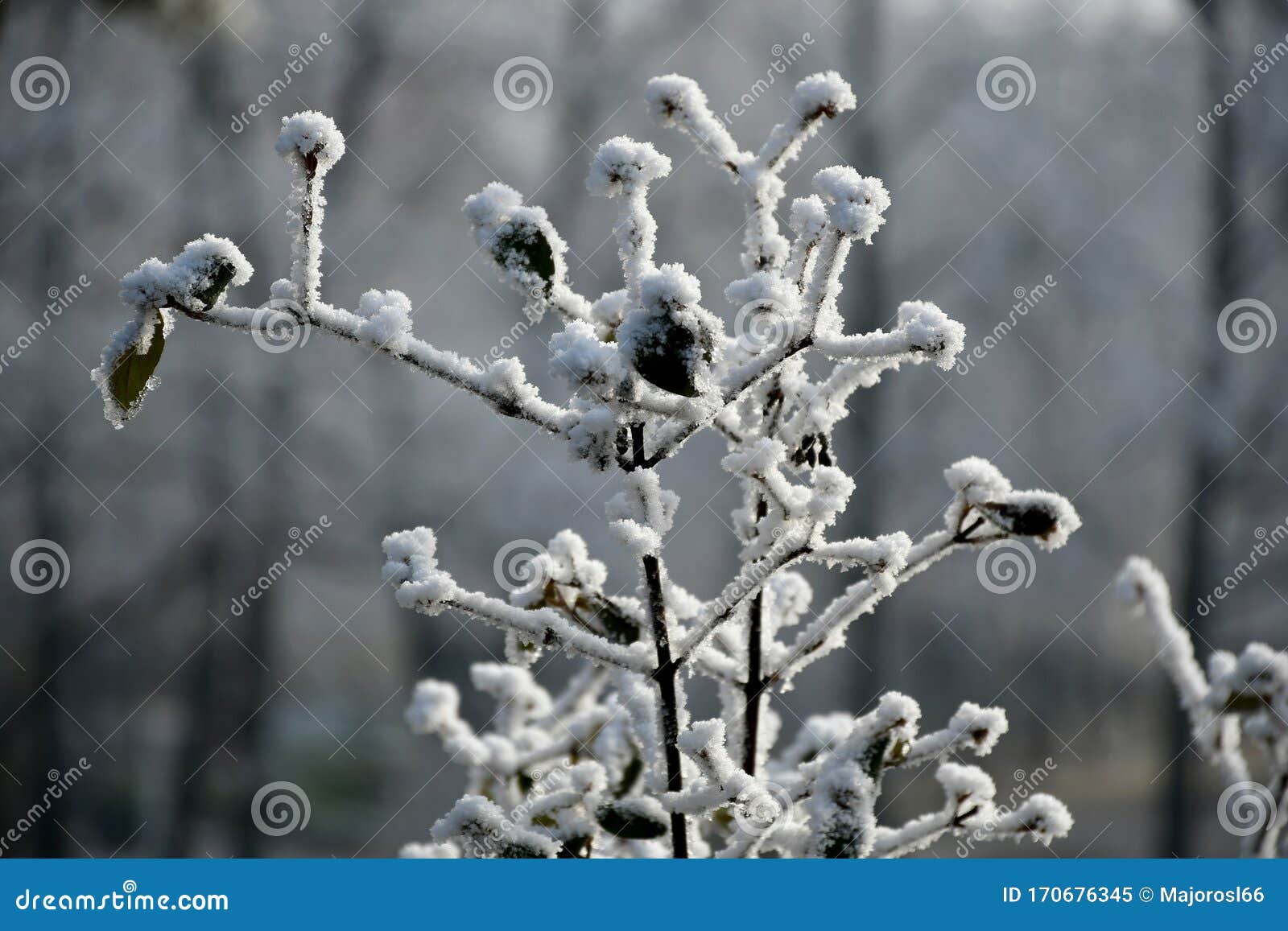 Twigs of a Plant in Winter Time Stock Image - Image of winter, leaf ...