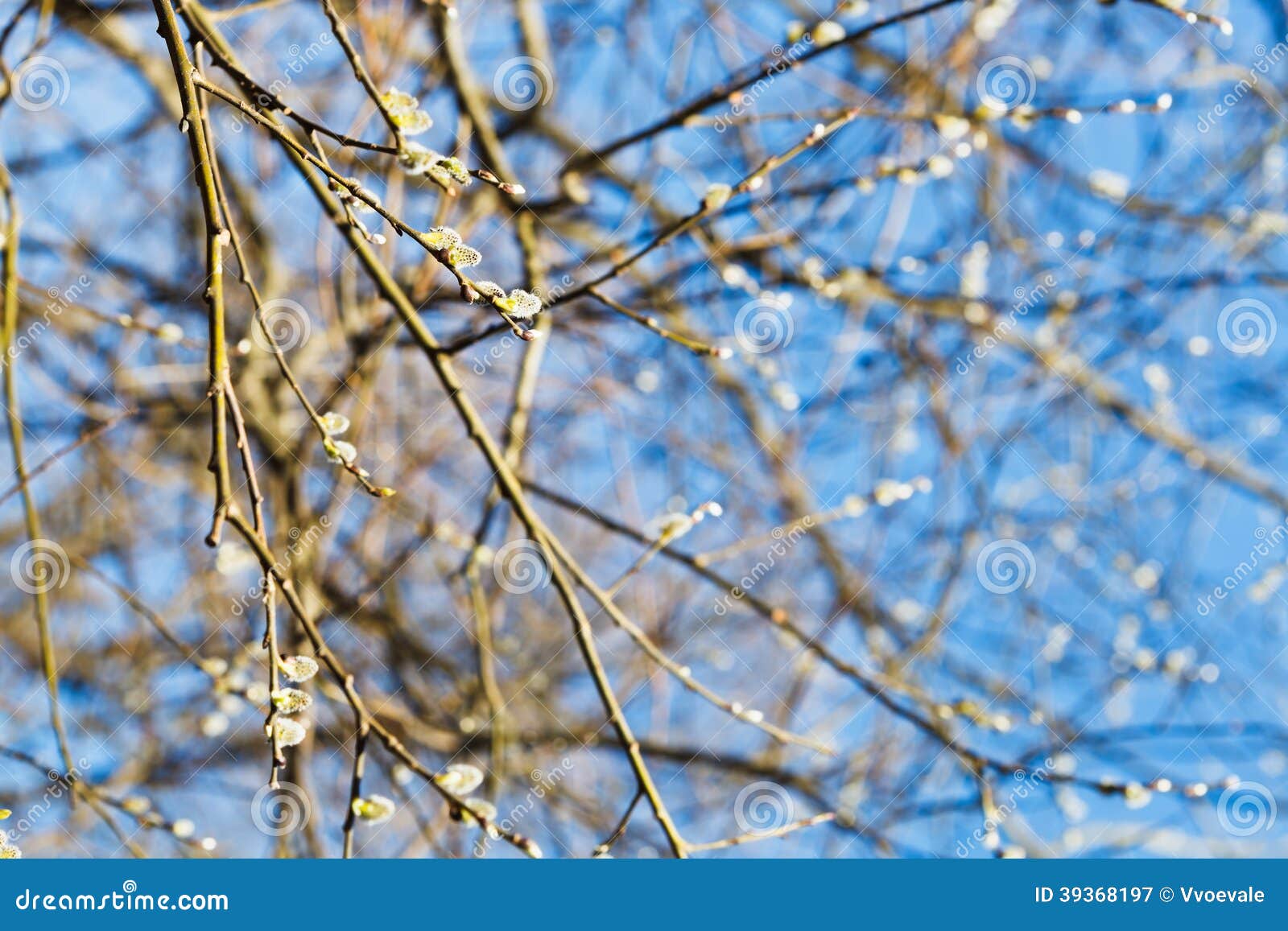 Twigs of Willow Tree with Catkins in Spring Stock Image - Image of ...