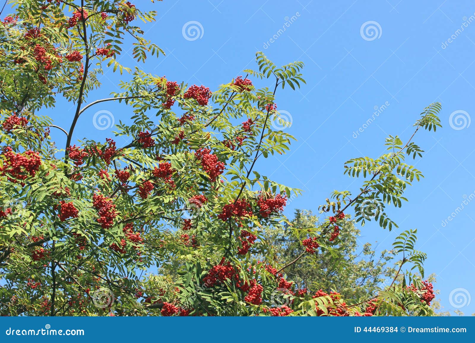 Twigs and Red Berries of a Mountain Ash on a Blue Background Stock ...