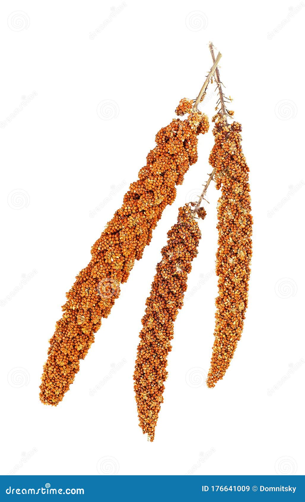 Twigs of Red Millet on White Background. Top View Stock Image - Image ...