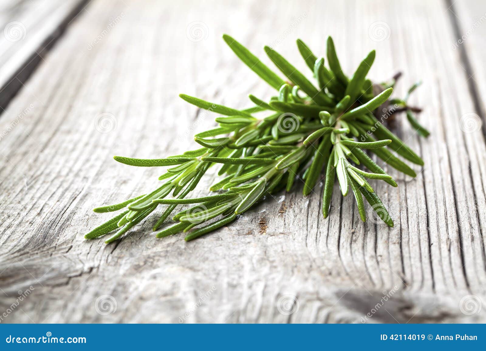Twigs of rosemary stock image. Image of space, selective - 42114019