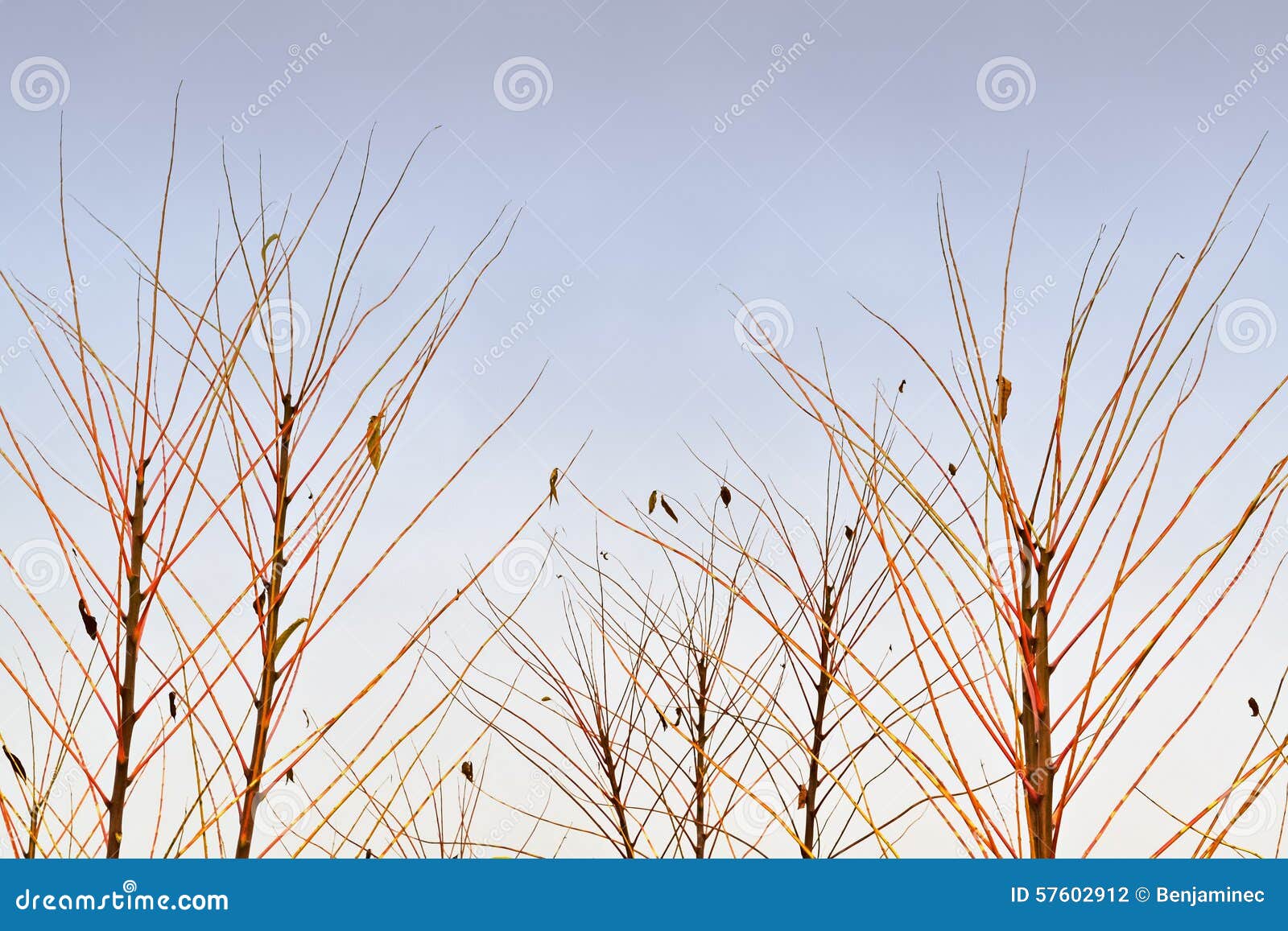 Twigs and sky stock photo. Image of thin, branches, wallpaper - 57602912