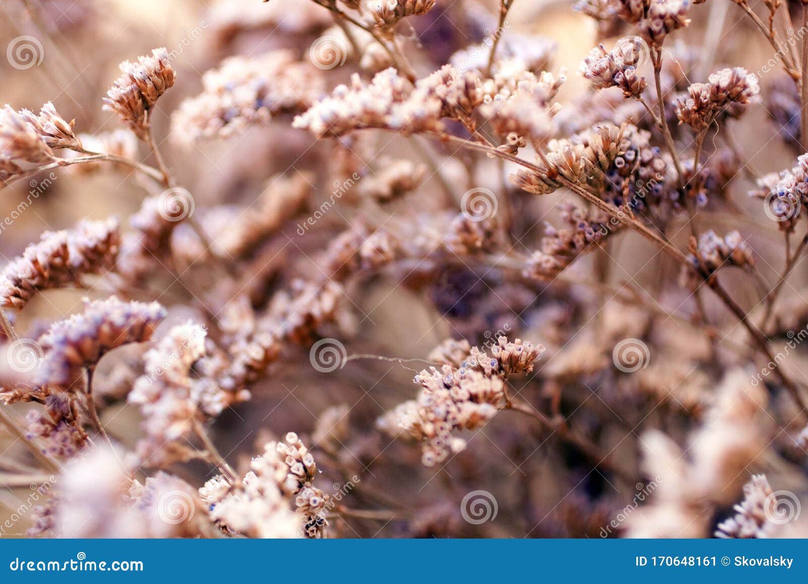 Twigs of Small White Dry Spring Flowers Stock Image - Image of ...
