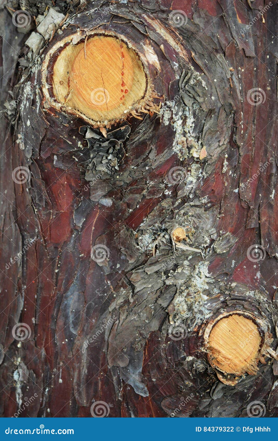 Twigs on the tree stock photo. Image of bark, macro, tree - 84379322