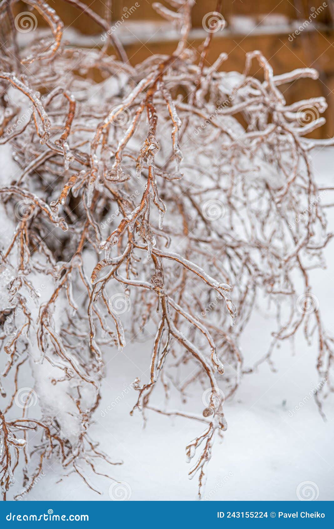 Twigs of Tree Encased in Ice Stock Photo - Image of transparent, branch ...
