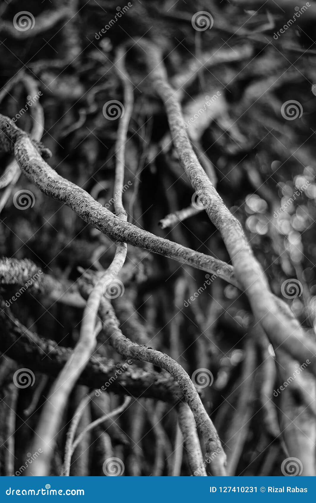 Twigs and Tree Roots that Hang Stock Image - Image of beach, drop ...