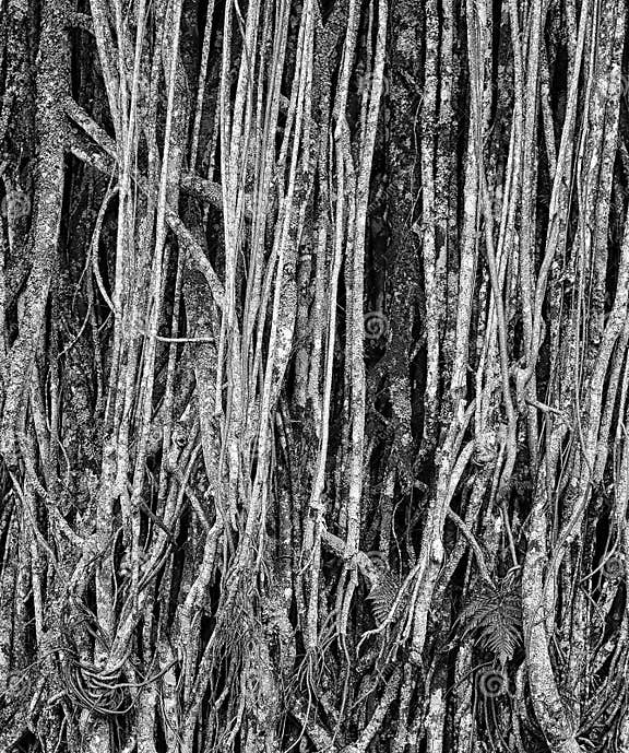 Twigs and Tree Roots that Hang Stock Photo - Image of enjoy, background ...