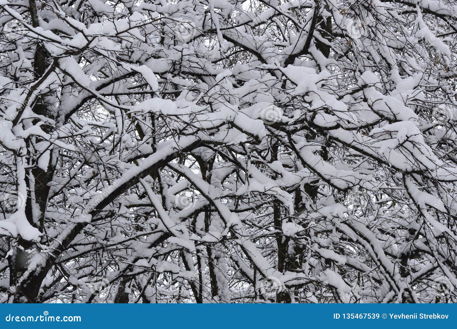 Twigs of trees in the snow stock image. Image of cold - 135467539
