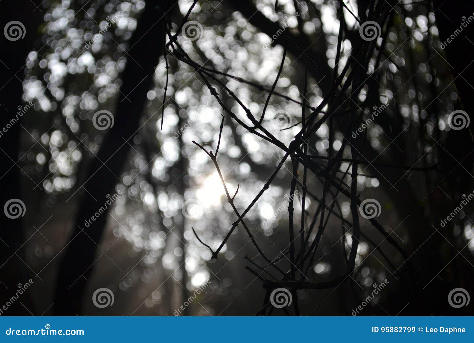 Twigs in the & X28;Tropical& X29; Forest Stock Image - Image of nature ...