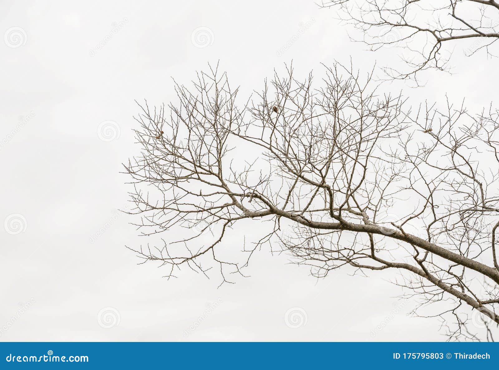 Twigs on a White Background Stock Image - Image of texture, park: 175795803