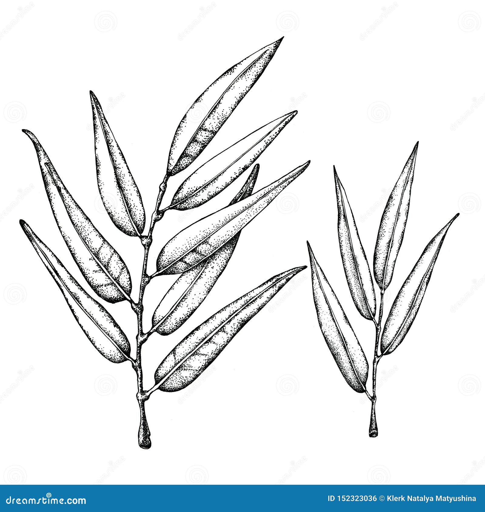 Laurel Tree Sketch. Ink Sketch Isolated On White Background. Hand Drawn ...