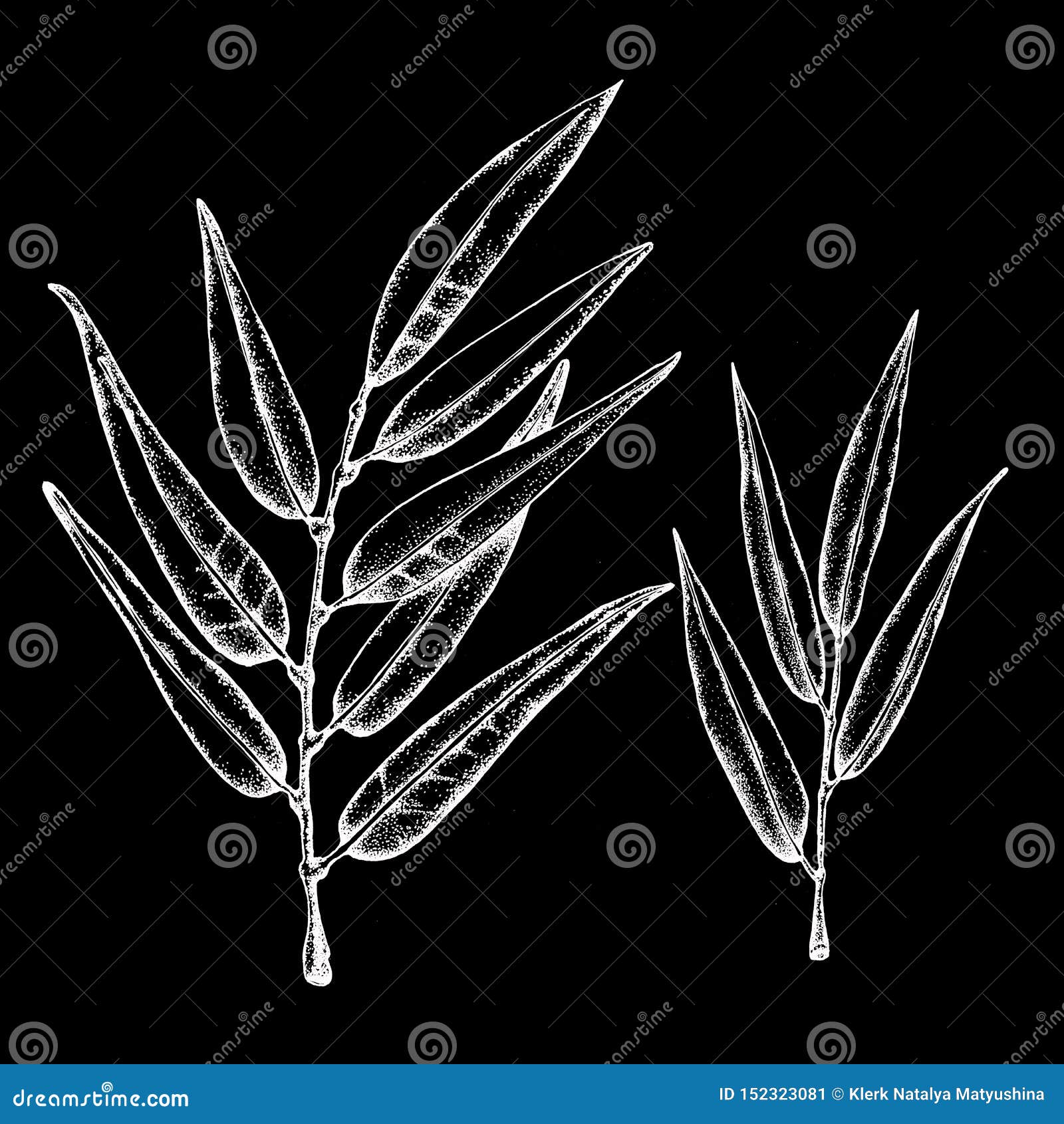Laurel Tree Sketch. Ink Sketch Isolated On White Background. Hand Drawn ...