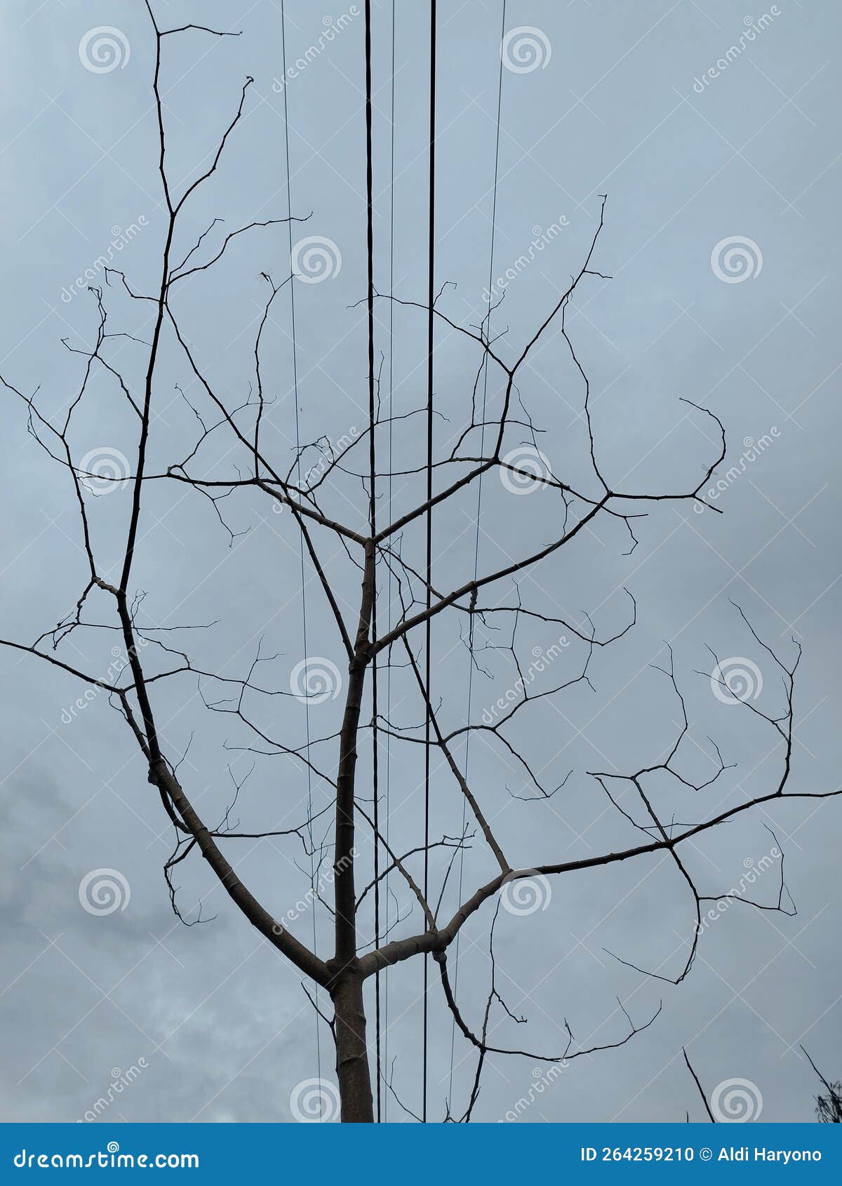 Twigs and wires stock photo. Image of line, freezing - 264259210
