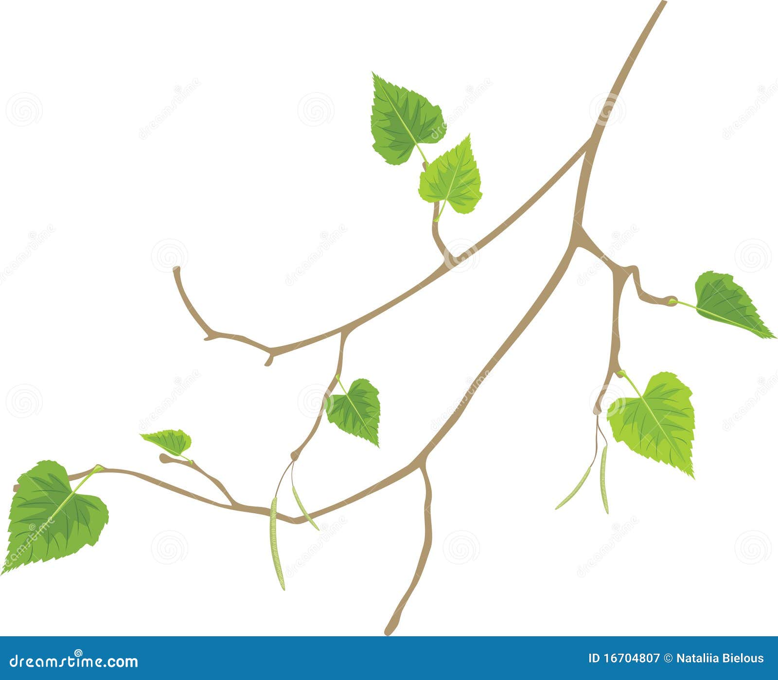 Twijg van berk vector illustratie. Illustration of decoratief - 16704807