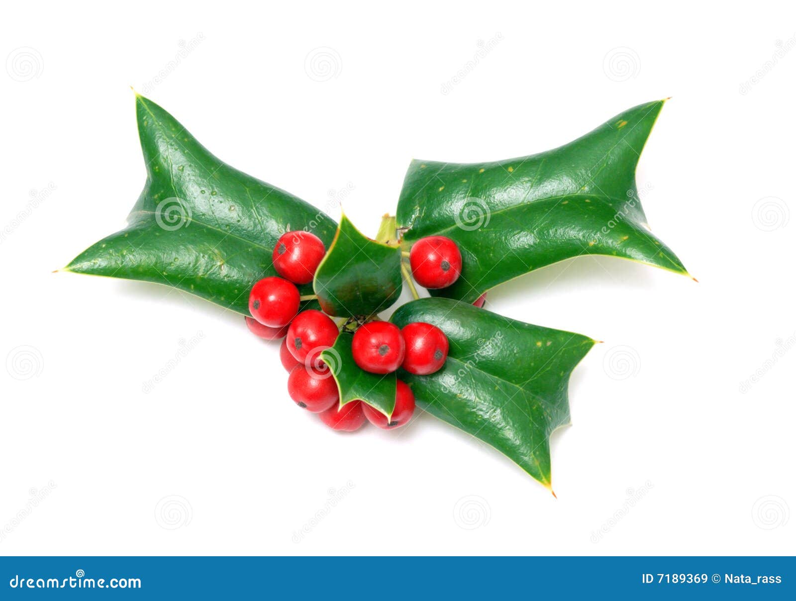 Twijg van ilex stock afbeelding. Image of takje, traditioneel - 7189369